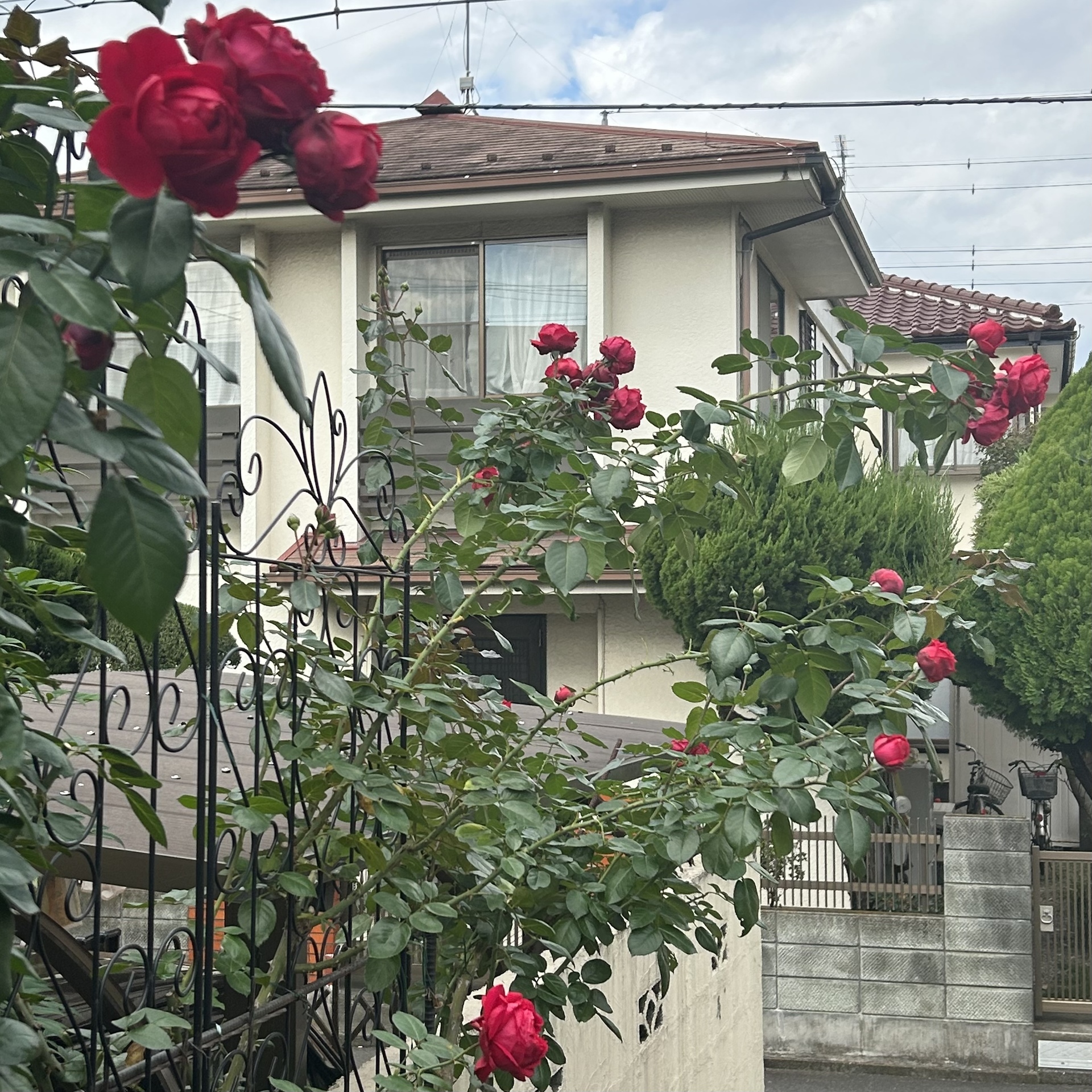 大きなバラのルージュピエールドゥロンサール: Green's Garden