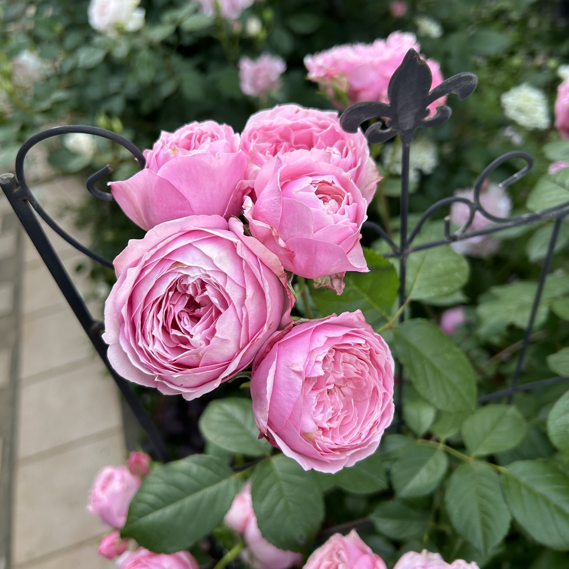 みやこは花もち抜群: Green's Garden