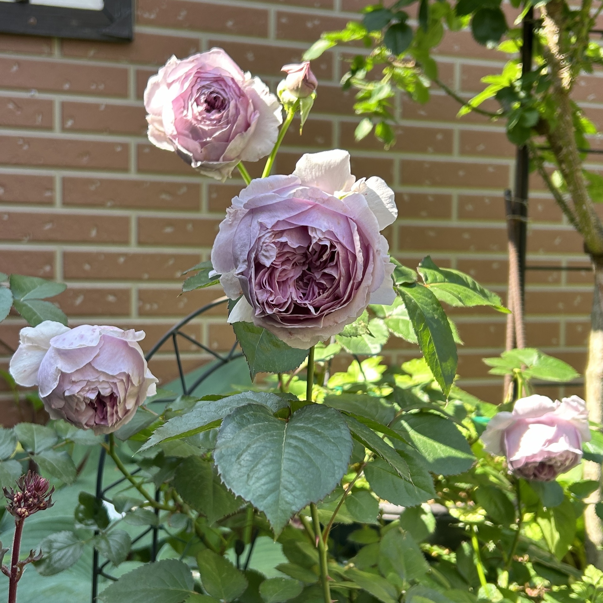 リラは素晴らしい色: Green's Garden