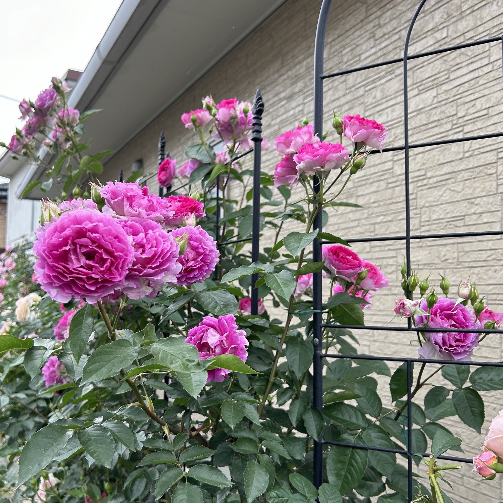 シェエラザードは目立つバラ: Green's Garden