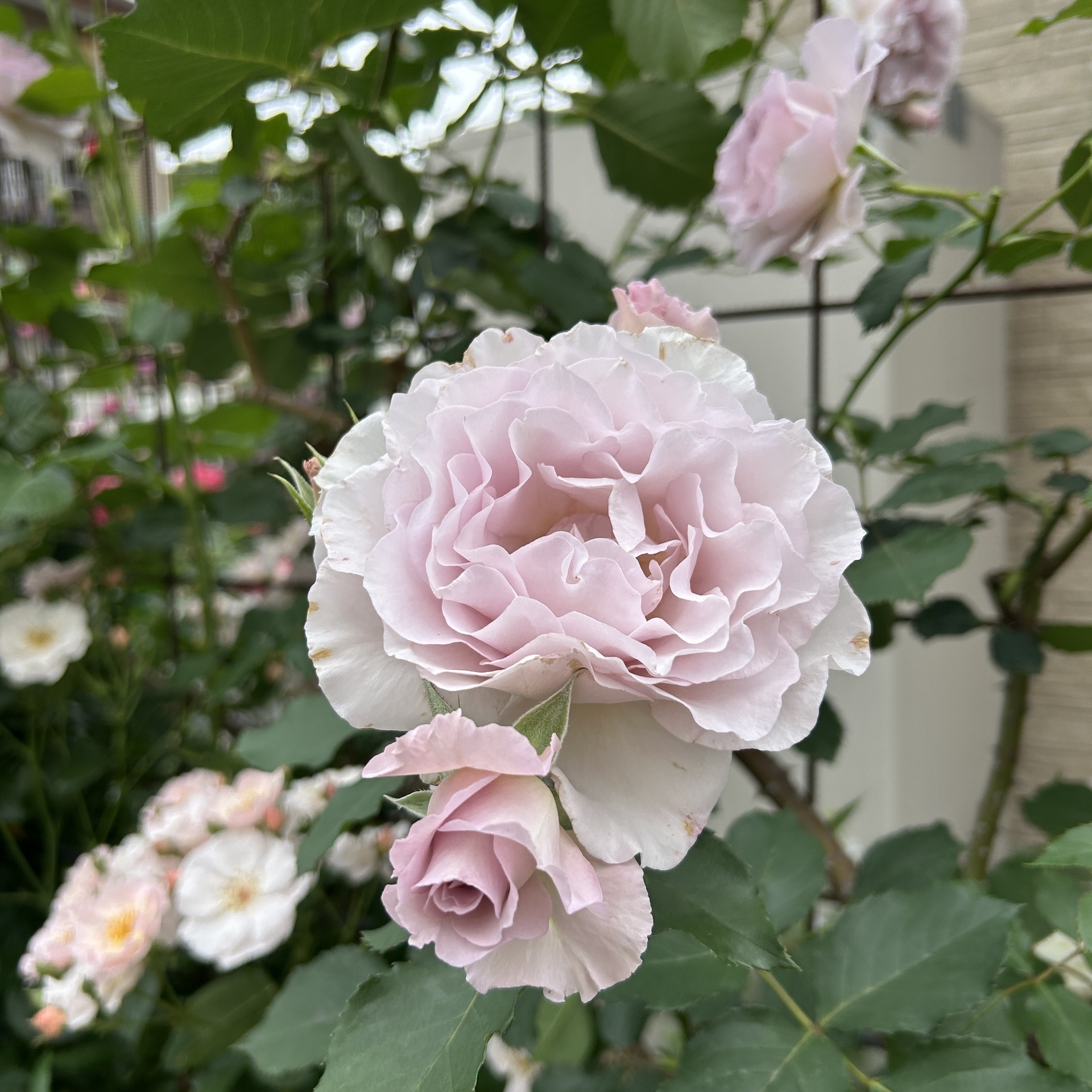 ニューウェーブの優しさ: Green's Garden