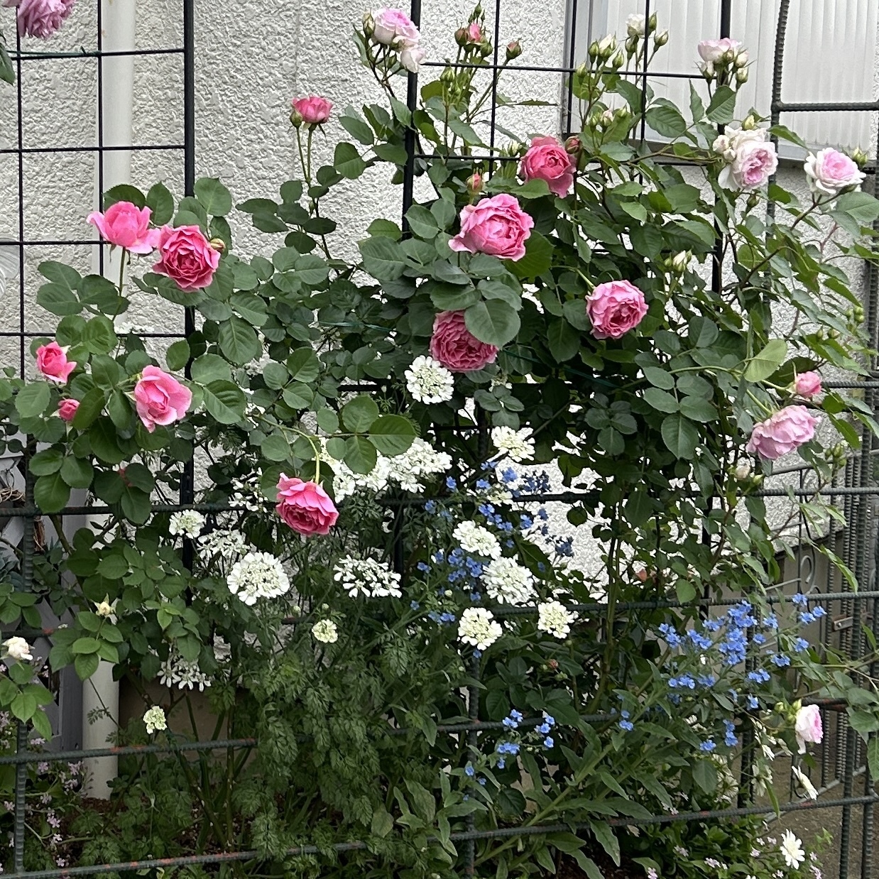 5月の庭: Green's Garden