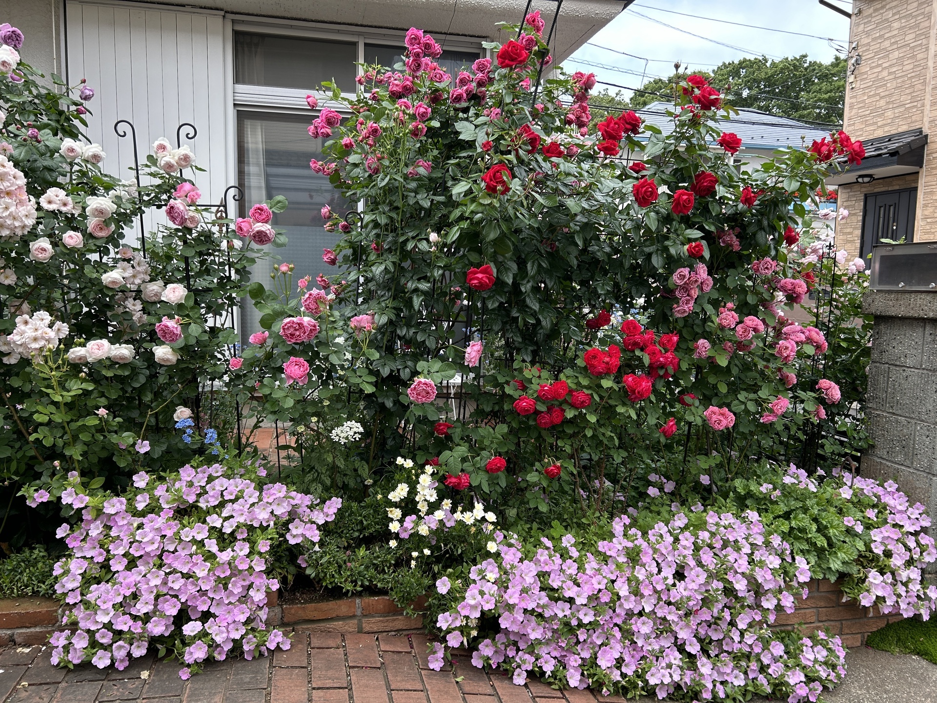 2024年5月の庭: Green's Garden