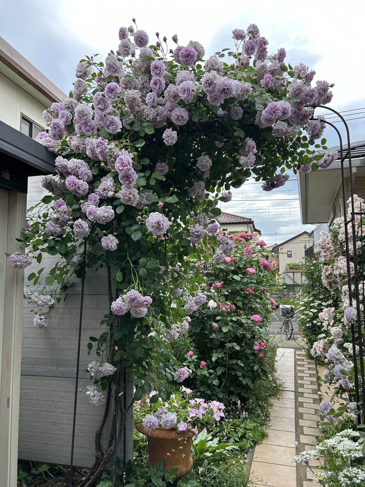 美しく咲いてくれたレイニーブルー: Green's Garden