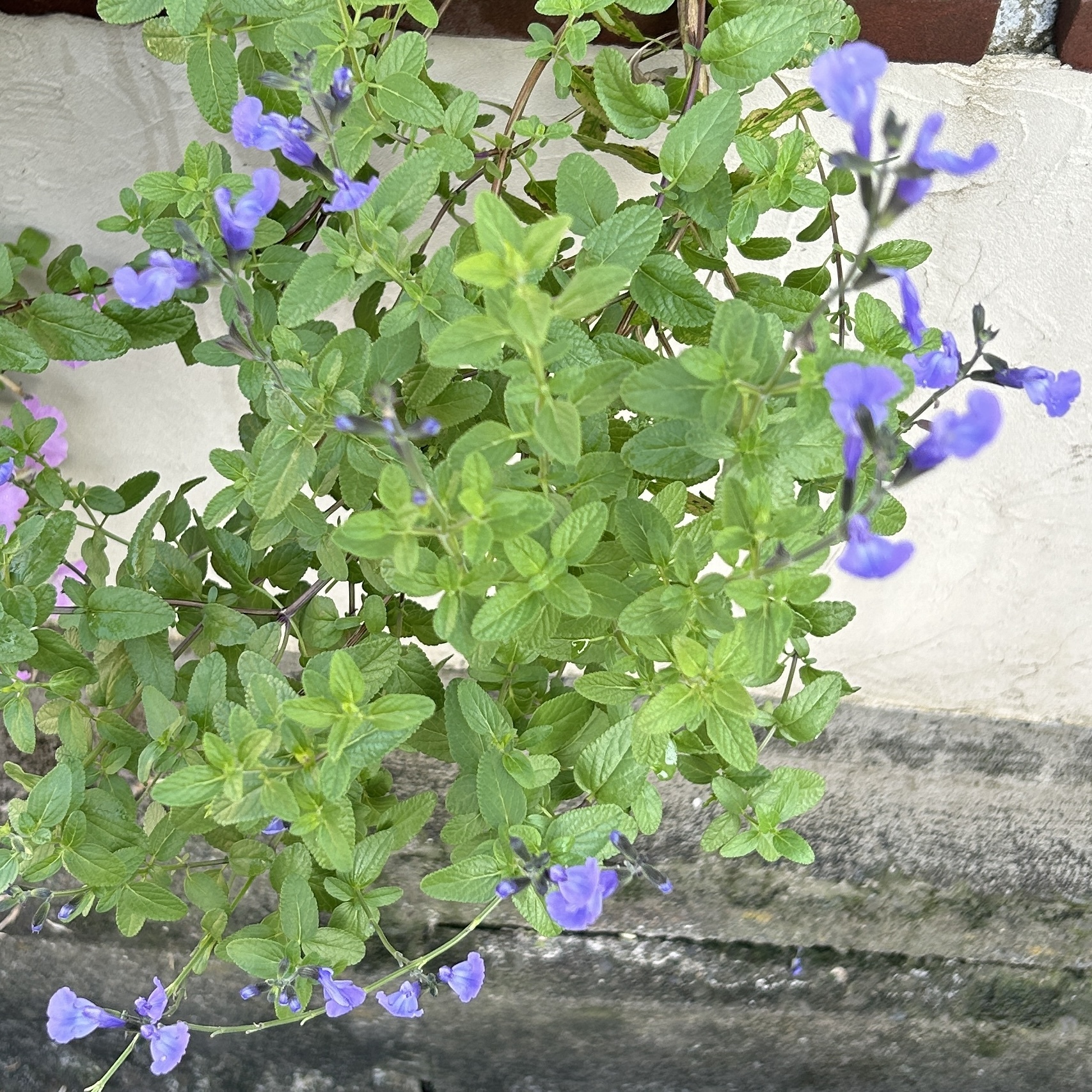 ソークール ペールブルー: Green's Garden