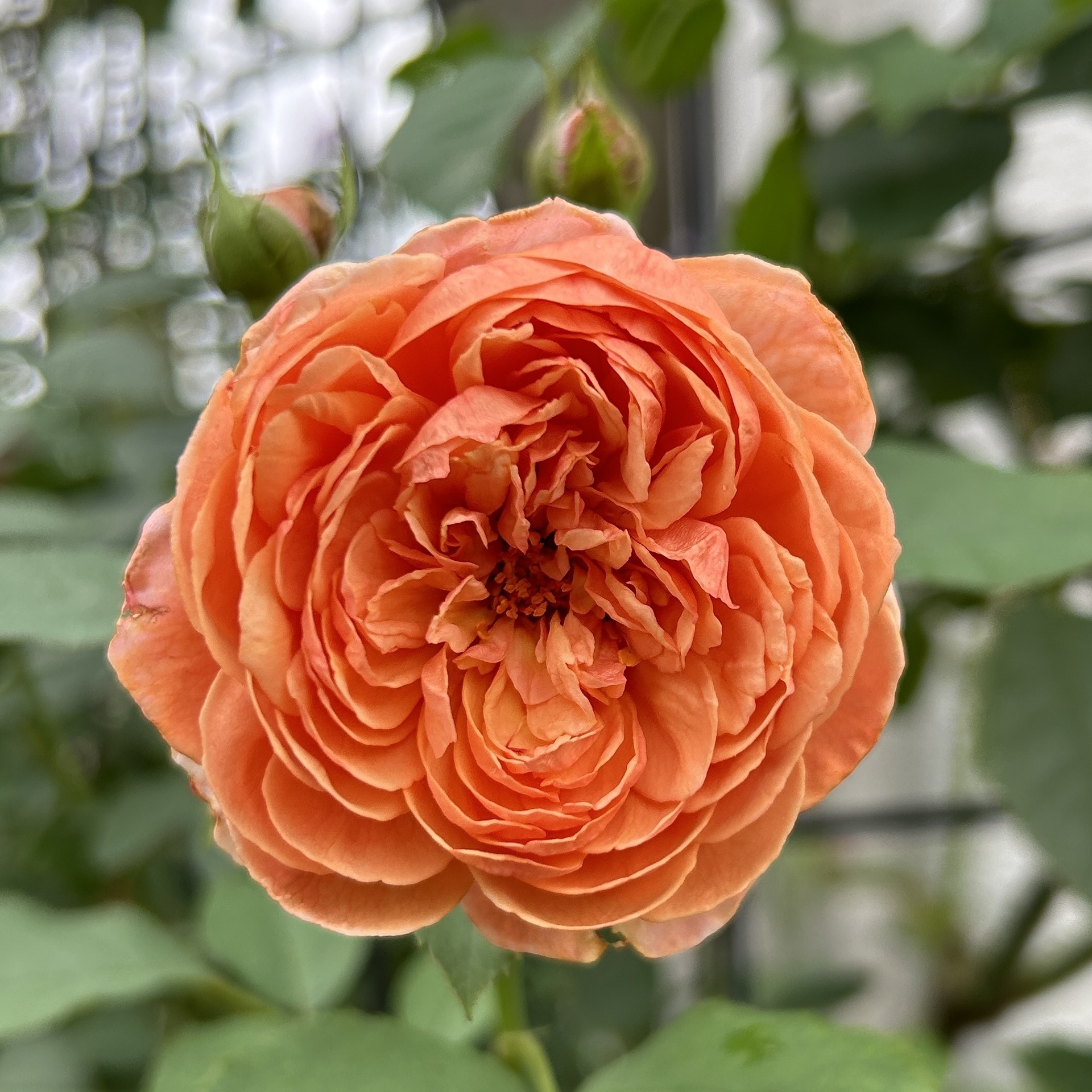 新種のシルクロード: Green's Garden