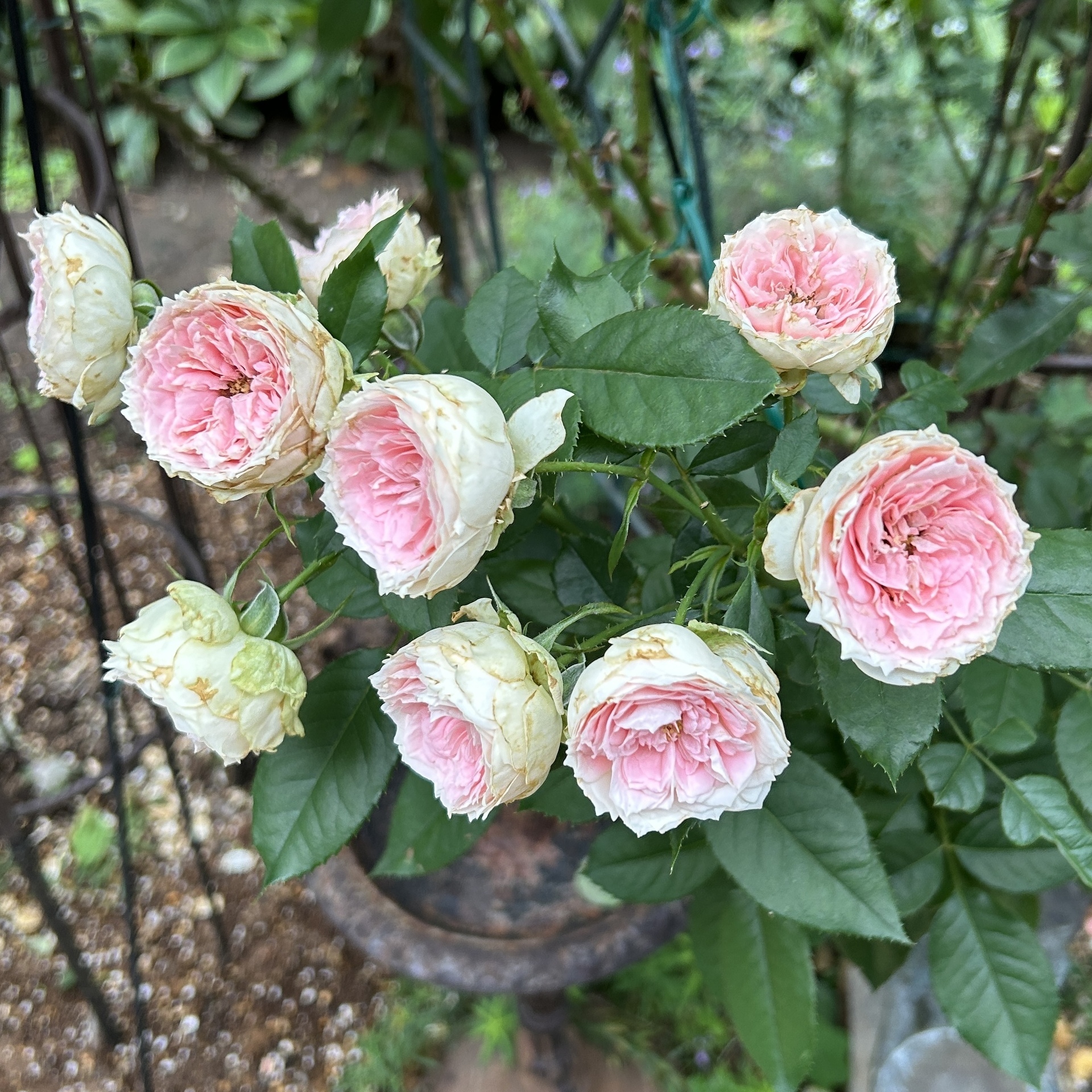 パシュミナと剪定時期: Green's Garden