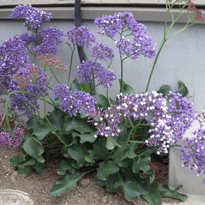 リモニウム・ペレジー: Green's Garden