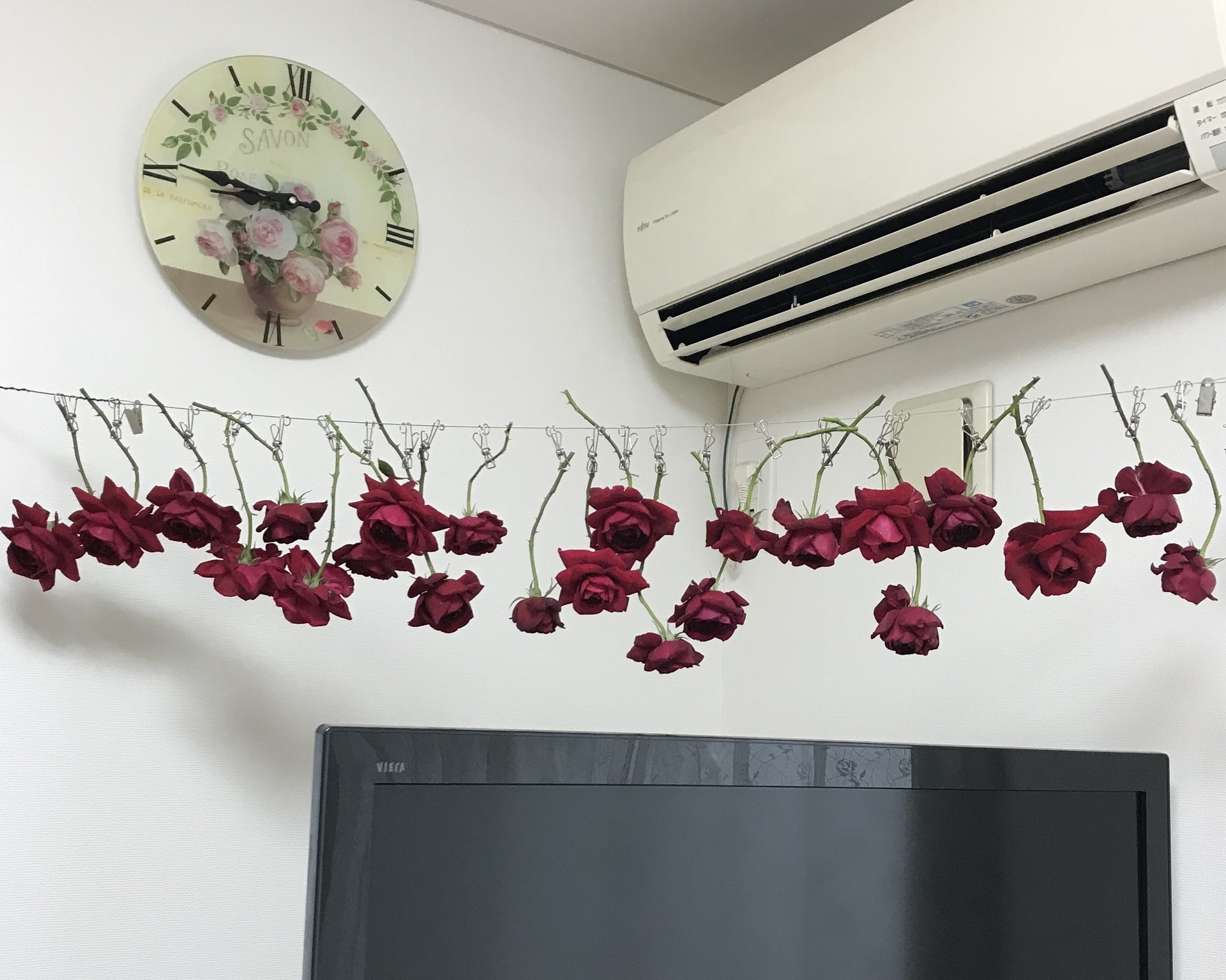 リパブリックドゥモンマルトル薔薇: Green's Garden