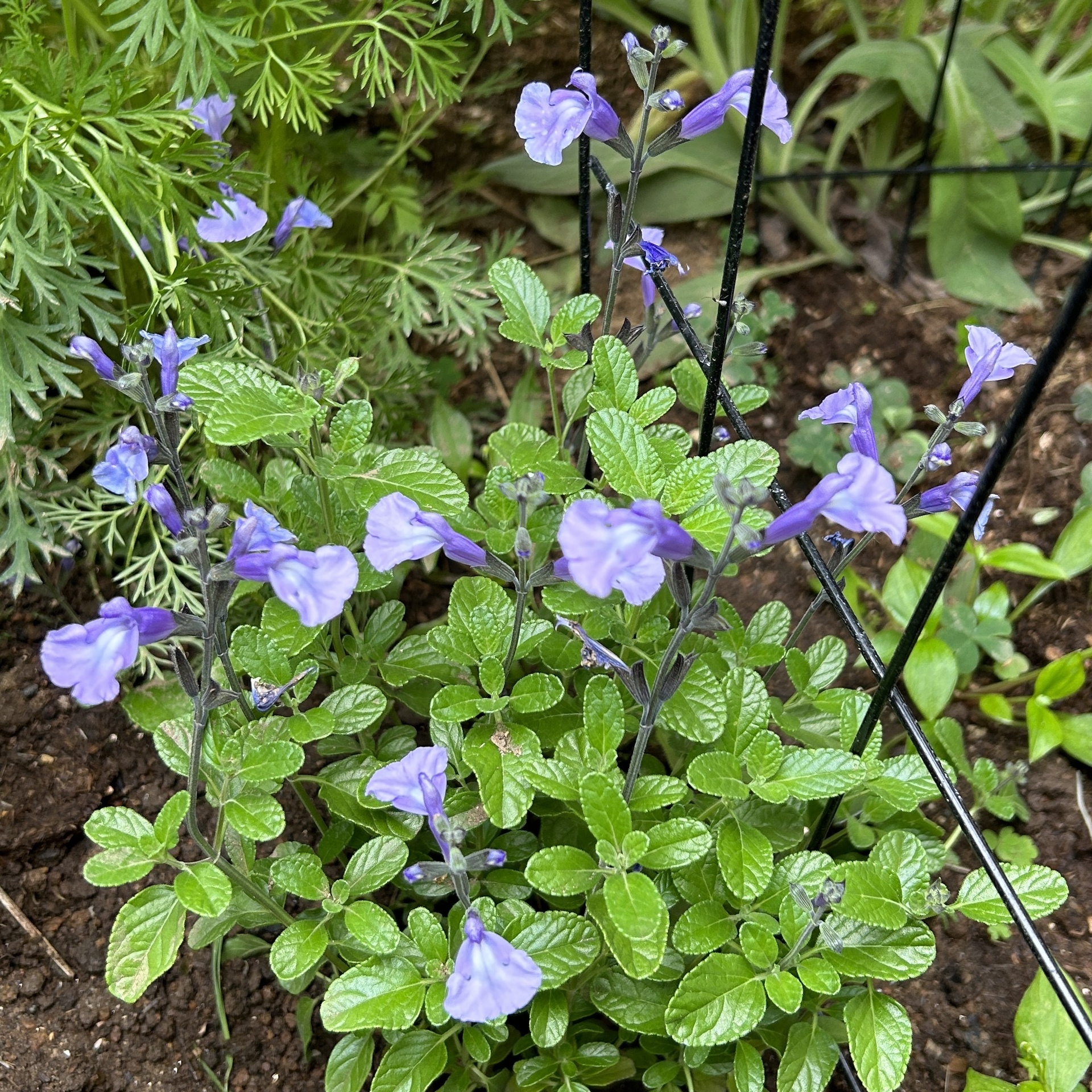 青のチェリーセージ: Green's Garden