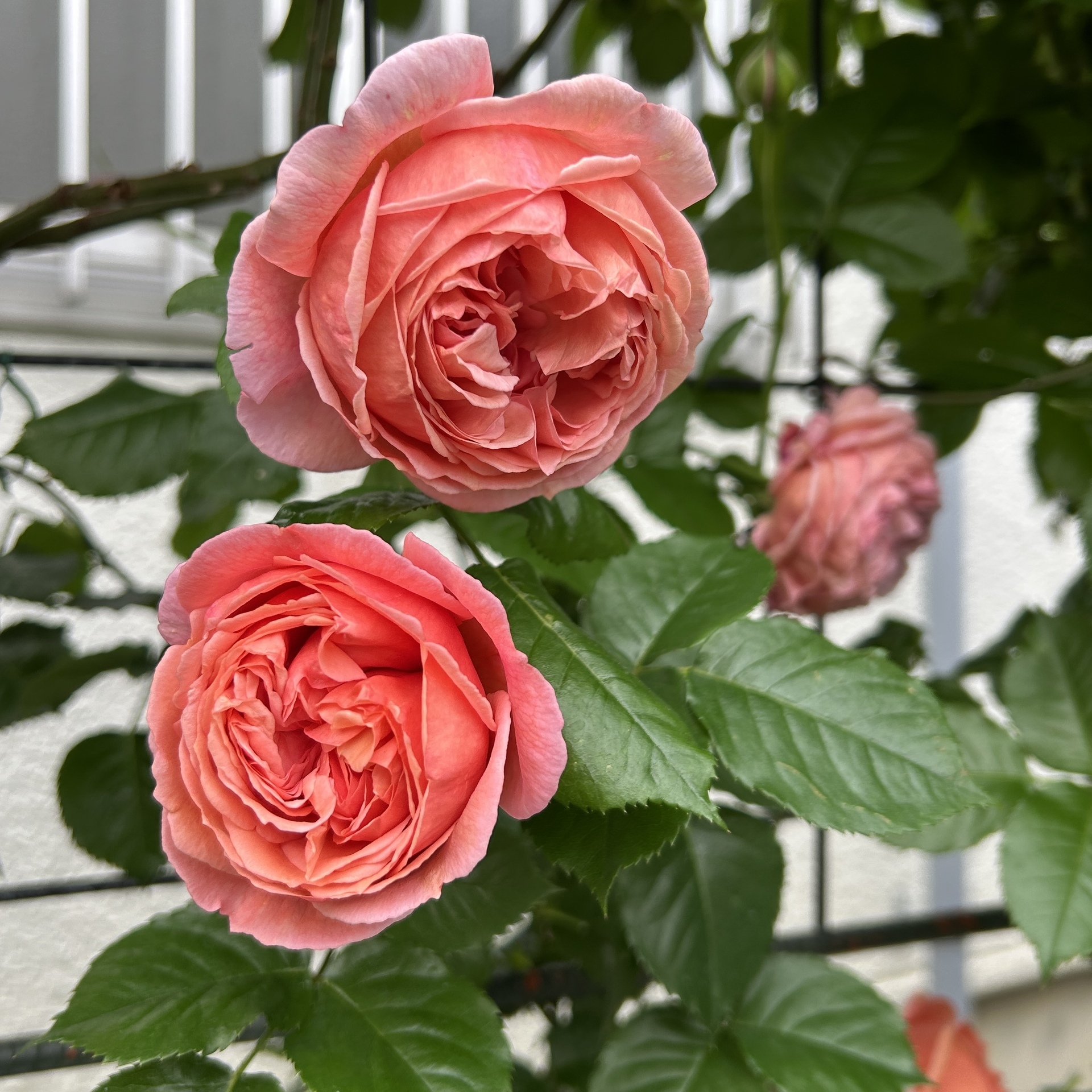 パウルクレー 薔薇: Green's Garden