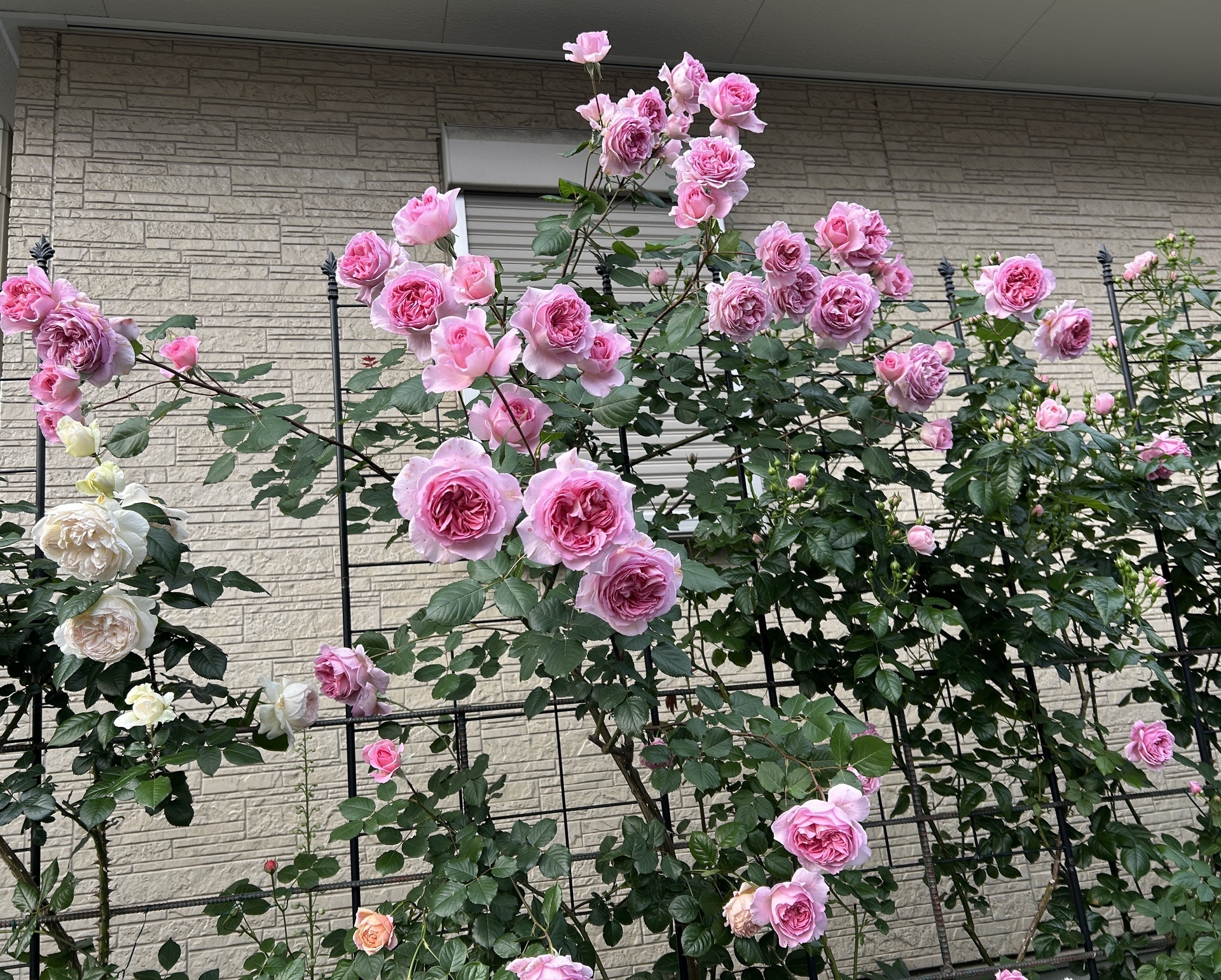 ヘレンの花数が増えて: Green's Garden