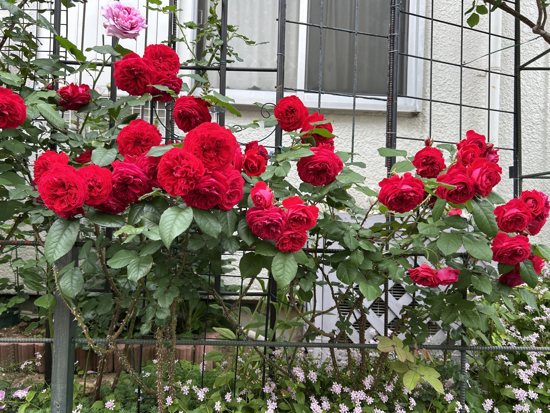 マイローズの挿し木苗: Green's Garden