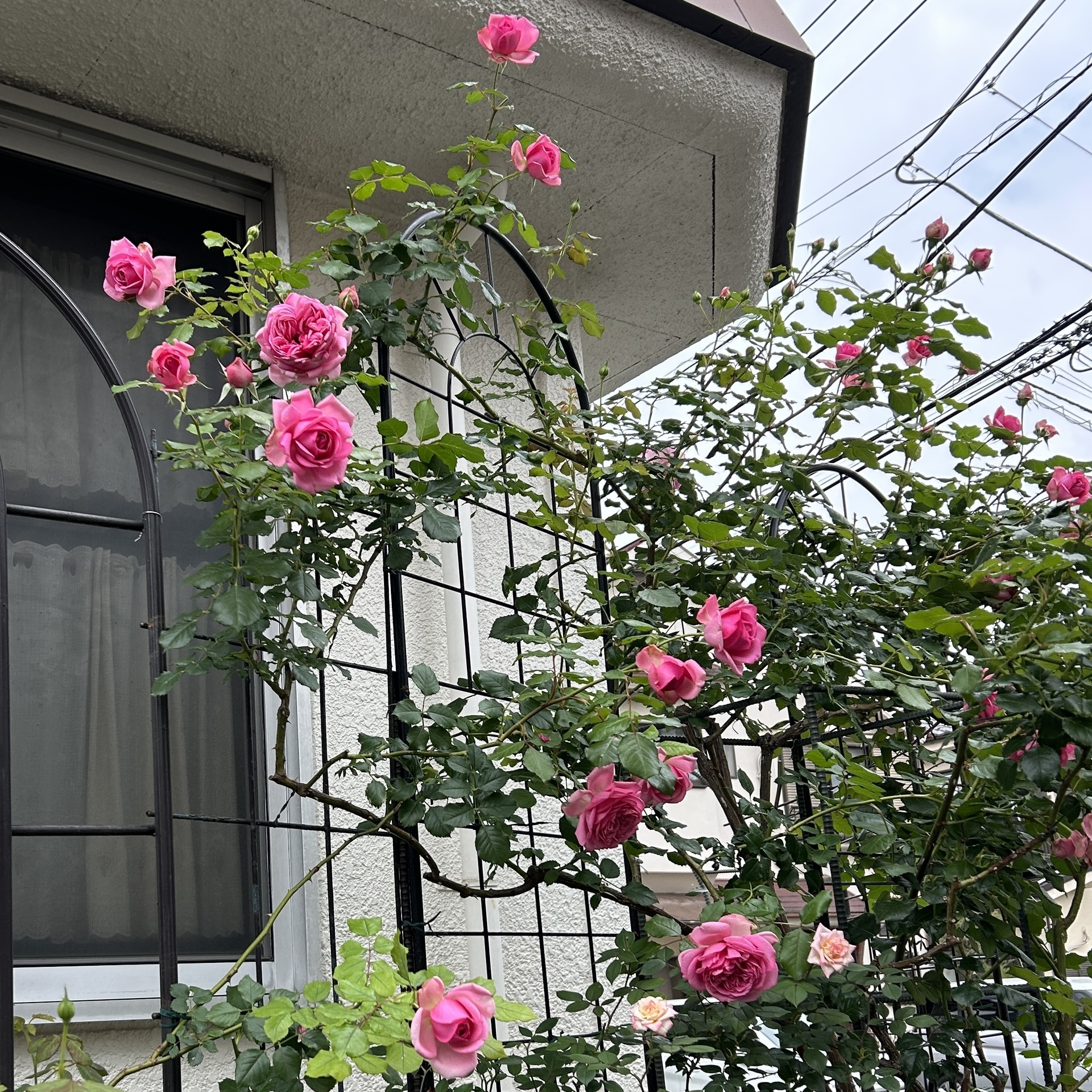 一家に一株ローズポンパドール: Green's Garden