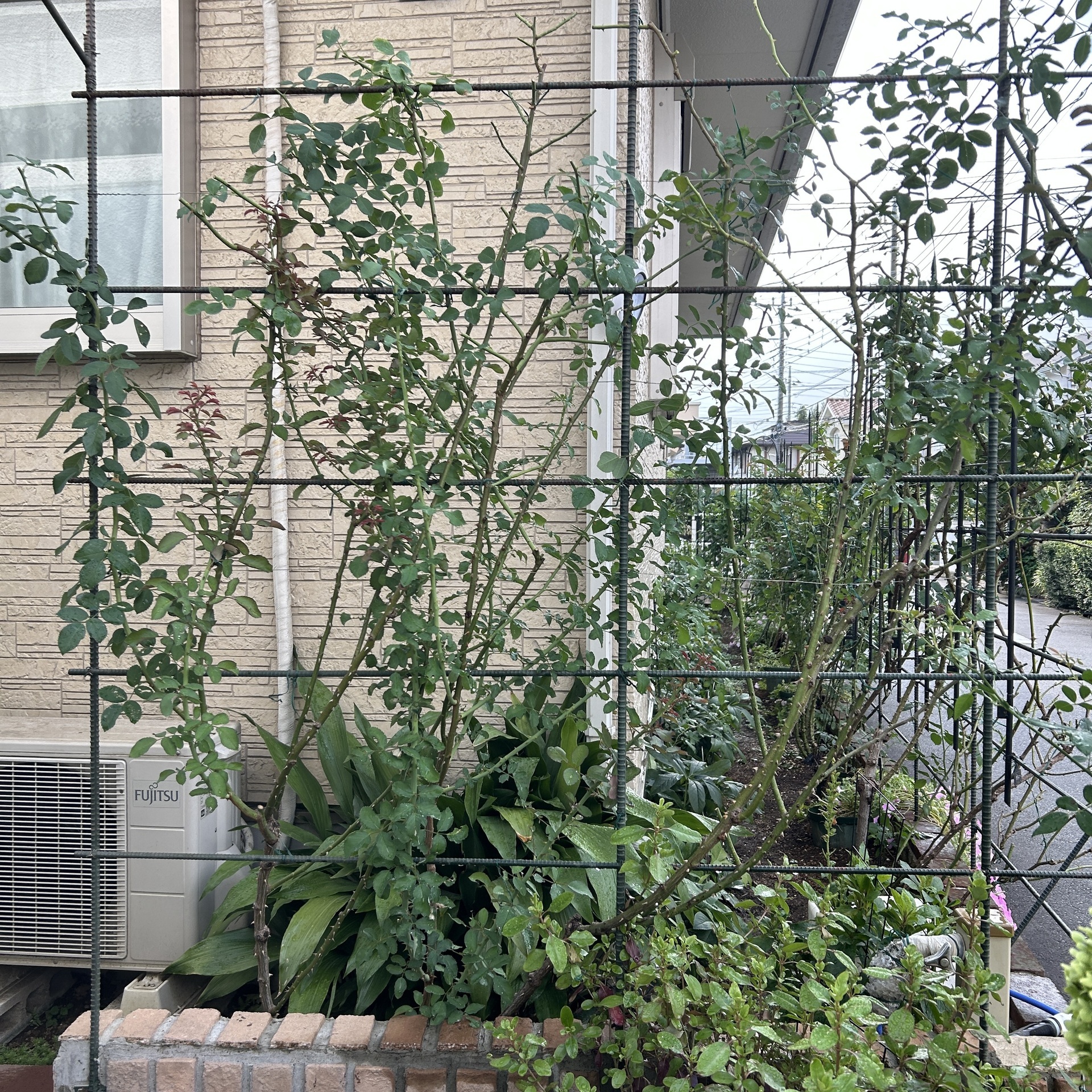 レイニーブルーの夏剪定: Green's Garden