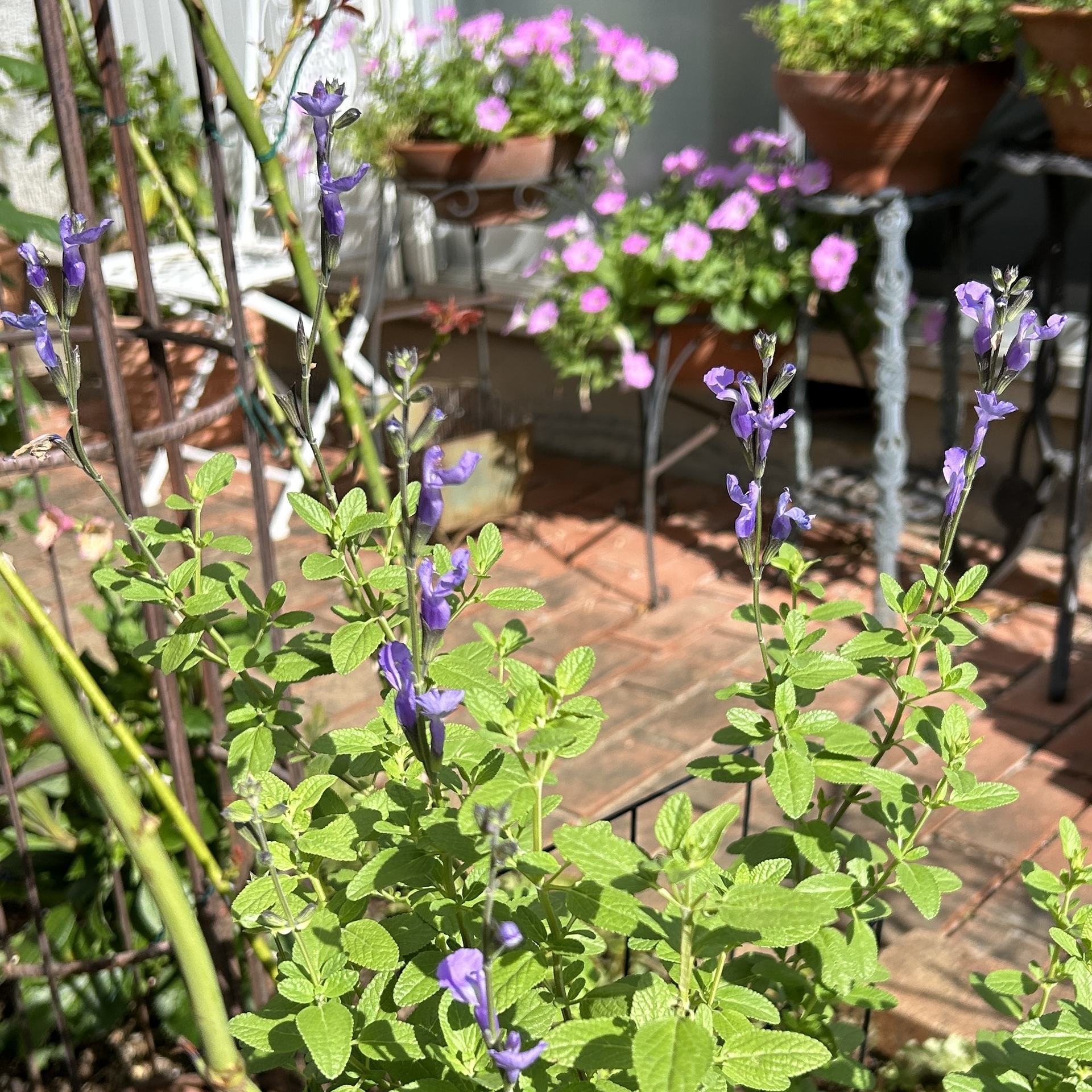 涼しげなソークール ペールブルー: Green's Garden