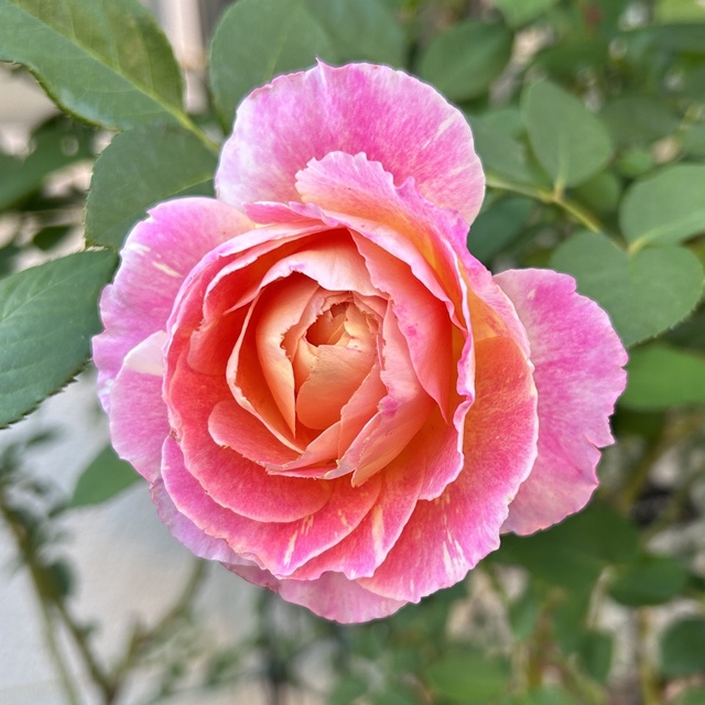 クロードモネは絞りのバラ: Green's Garden