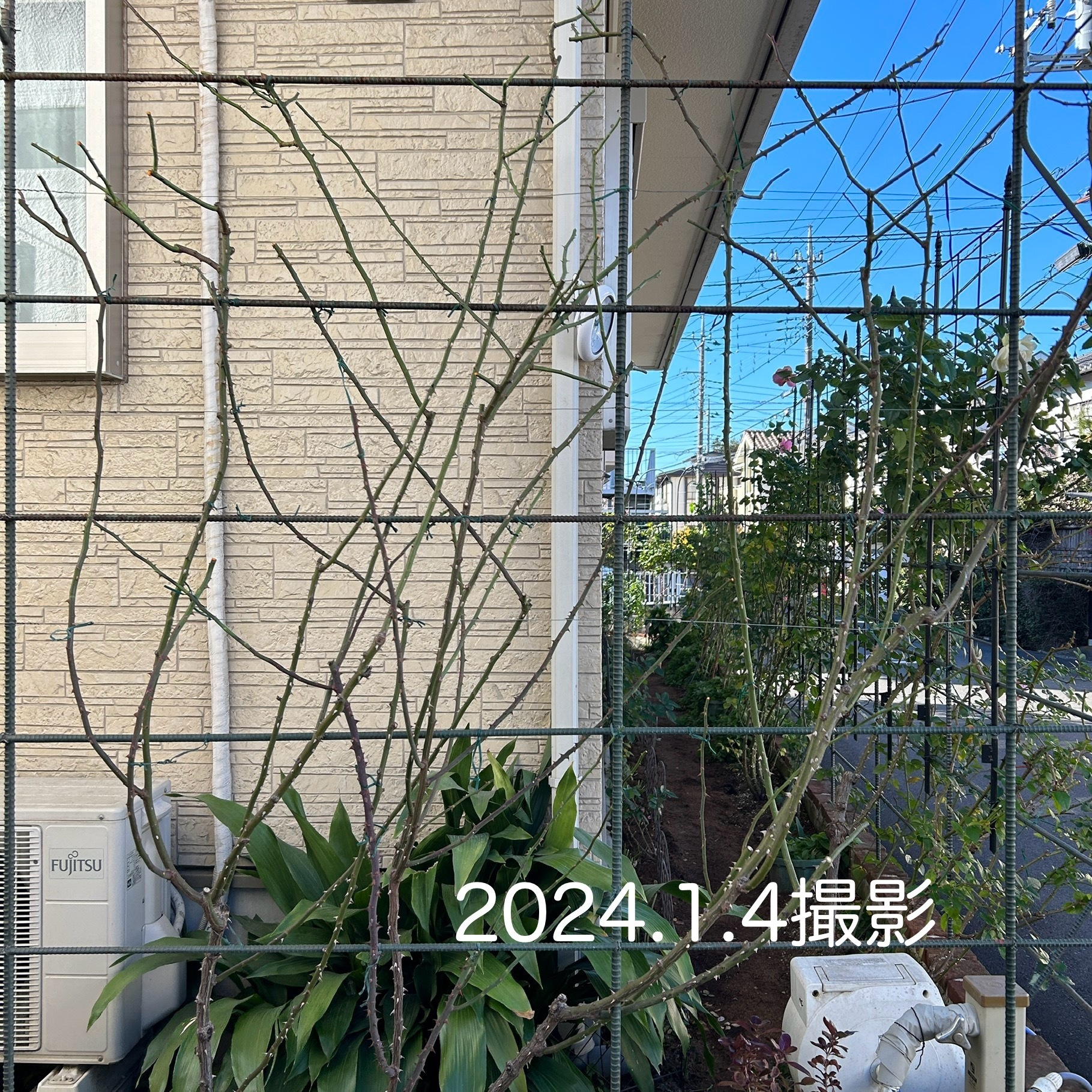 裏のレイニーブルー剪定: Green's Garden