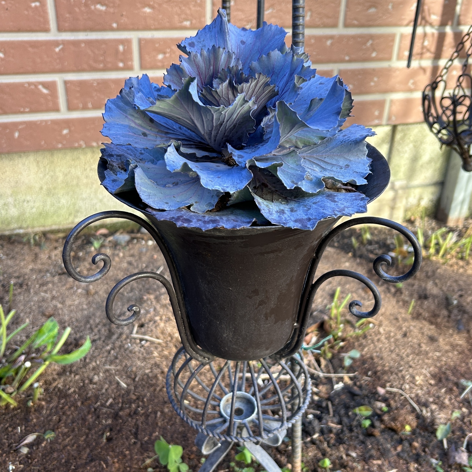 素敵な葉牡丹: Green's Garden