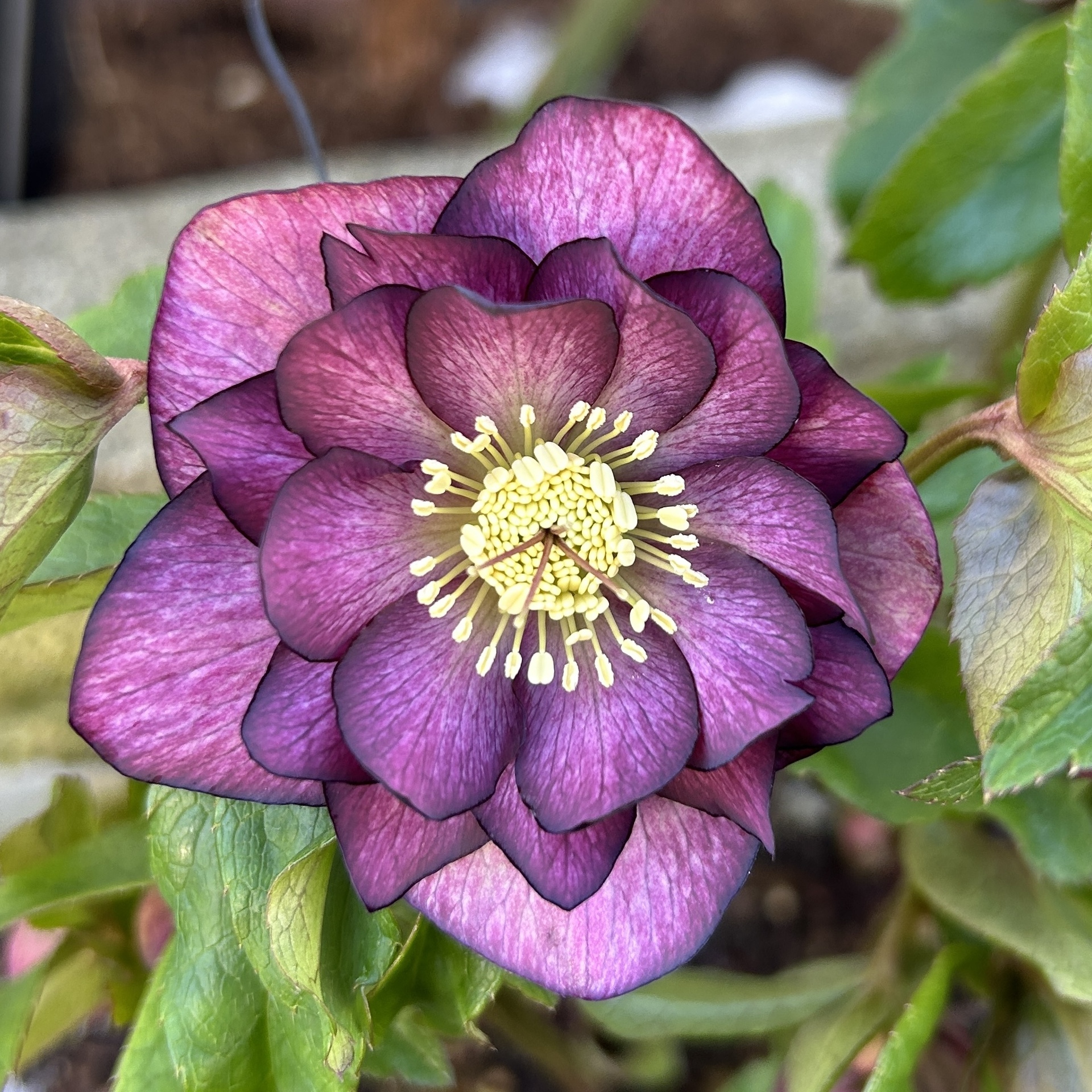 シックなクリスマスローズ: Green's Garden