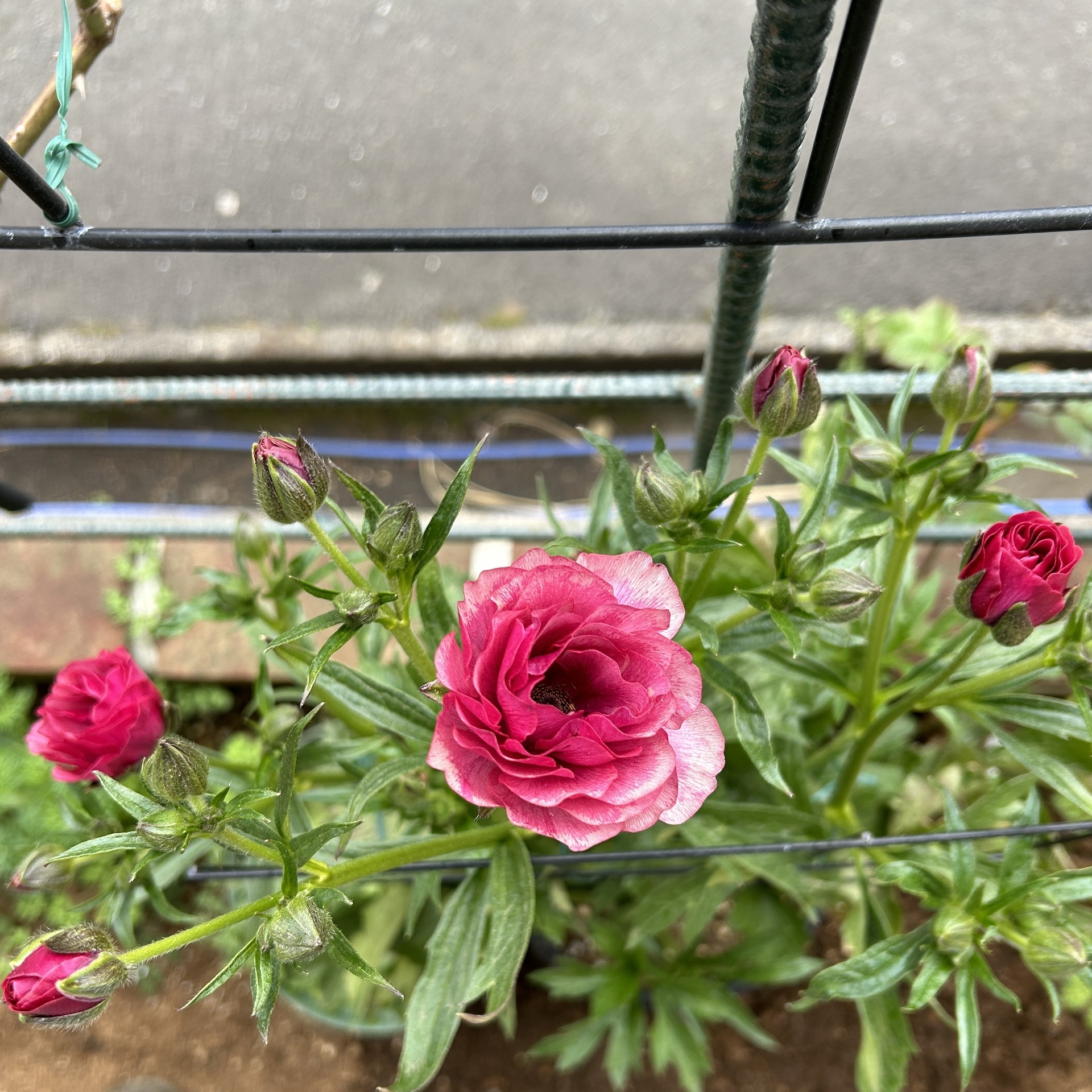 ラックス ティーバ: Green's Garden