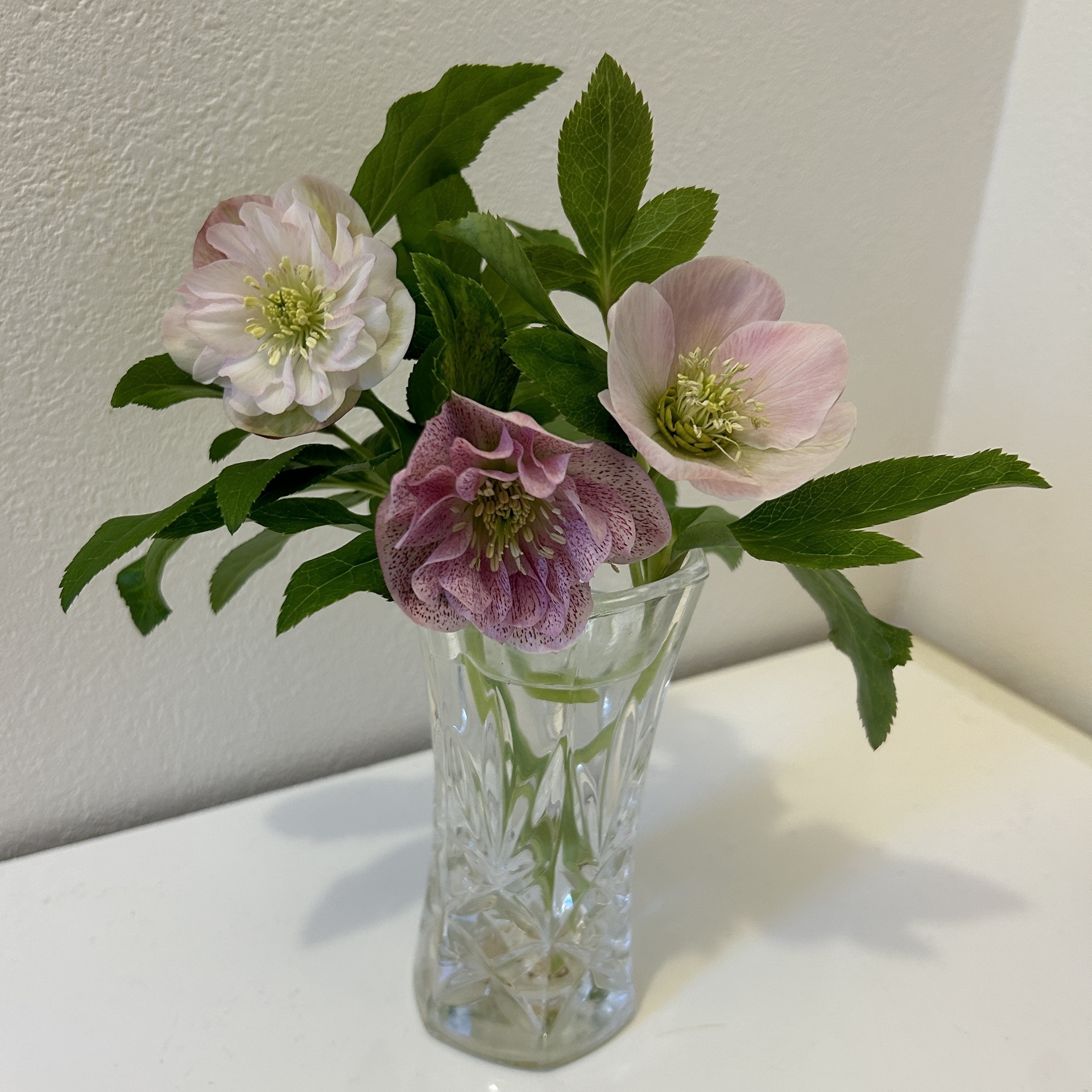 クリスマスローズの花を飾る: Green's Garden